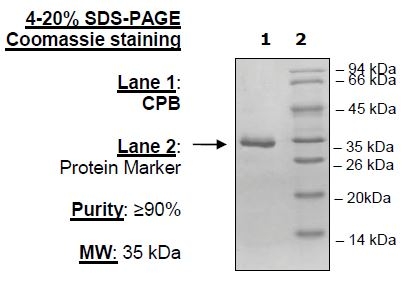 Carboxypeptidase B (Rat) Recombinant