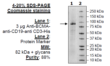 Anti-BCMA-Anti-CD19-Anti-CD3-His Trispecific Antibody