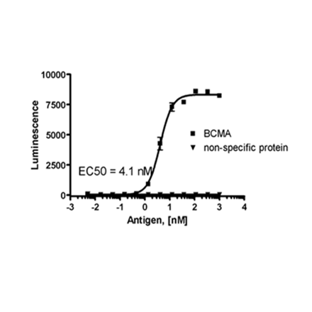 Anti-BCMA-Anti-CD19-Anti-CD3 Trispecific Molecule BCMA 100761