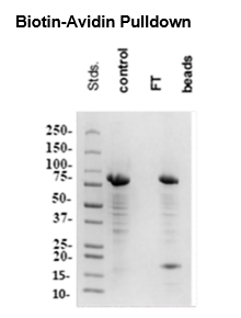 NCAM1, Avi-His-Tag, Biotin-Labeled