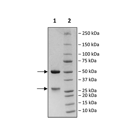 Anti-IL-33 Neutralizing Antibody, Tozorakimab, IL-33 102416