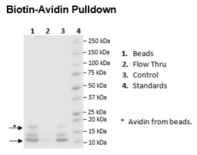 Ubiquitin, His-Avi-Tag, Biotin Labeled