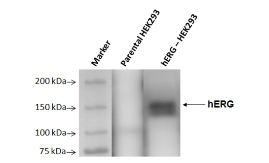 hERG (Kv11.1) - HEK293 Recombinant Cell line hERG 60619