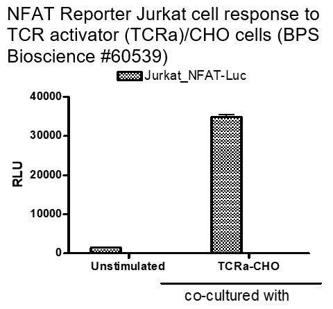 NFAT Reporter (Luc) – Jurkat Recombinant Cell Line