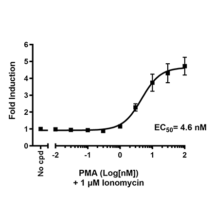 NF-κB Luciferase Reporter Jurkat Cell Line NF-kB 60651