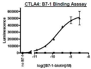 B7-1 (CD80), Fc fusion, Biotin-labeled (Human) HiP™ Recombinant