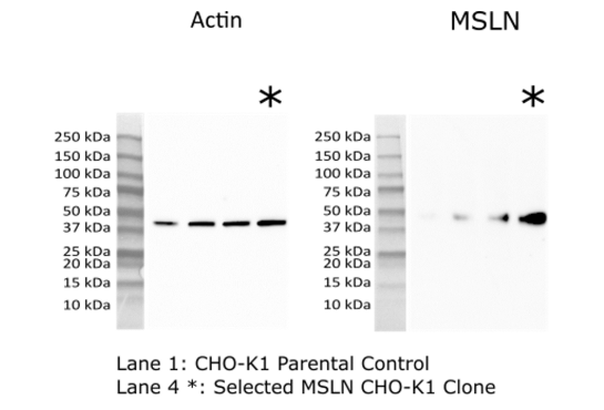 Human Mesothelin – CHO-K1 Recombinant Cell Line Mesothelin 78132