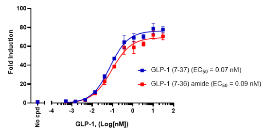 GLP-1R/CRE Luciferase Reporter HEK293 Cell Line GCGR, GIPR, GLP-1 78176