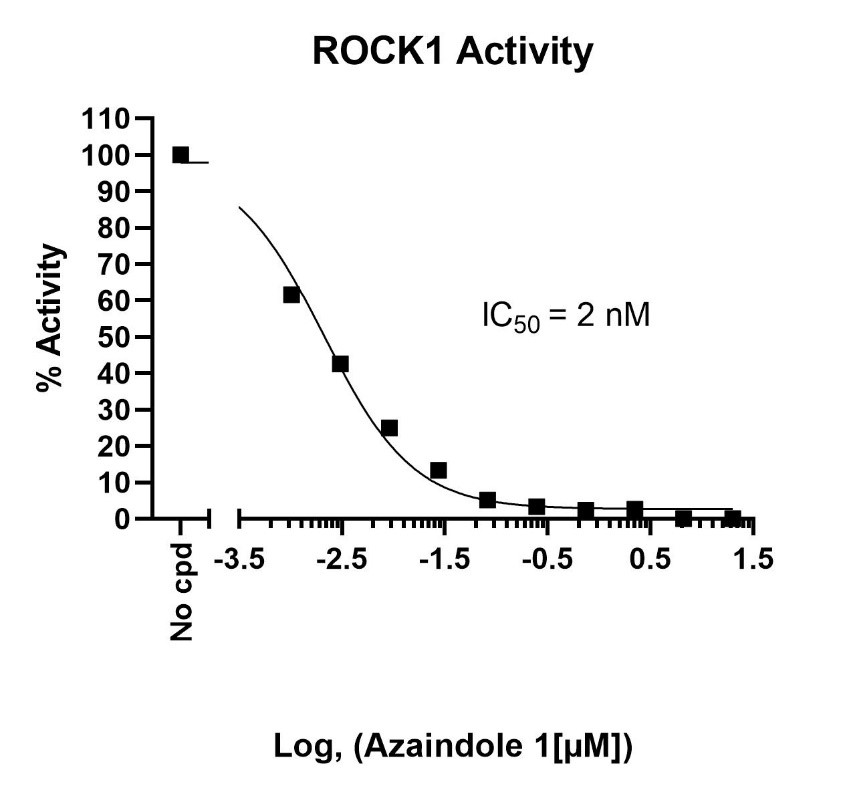 ROCK1 Kinase Assay Kit ROCK1 78386