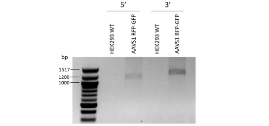 RFP/GFP Safe-Harbor HEK293 Cell Line 78581
