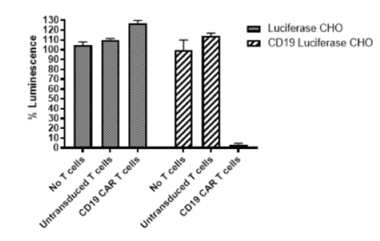 Anti-CD19 CAR Lentivirus (CD19 ScFv-CD8-4-1BB-CD3ζ; SIN Vector) CD19 78601