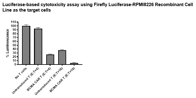 Anti-BCMA CAR Lentivirus (BCMA (C11D5.3) ScFv -CD8-CD28-CD3ζ)