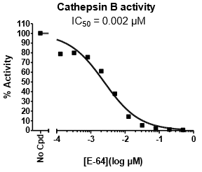 Cathepsin B Inhibitor Screening Assay Kit