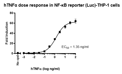 NF- κB Reporter (Luc) – THP-1 Cell Line