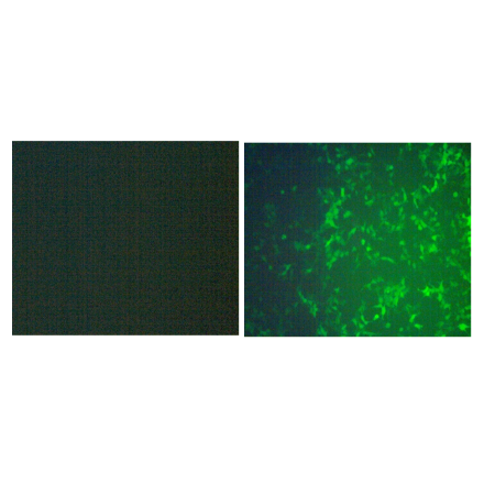 NF-κB Luciferase-eGFP Reporter HEK293 Cell Line NF-kB 82389