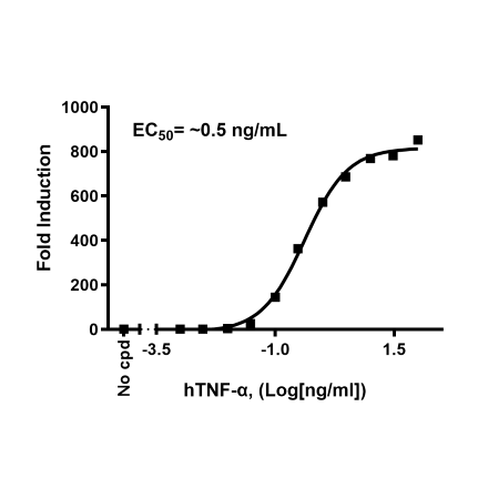 NF-κB Luciferase-eGFP Reporter HEK293 Cell Line NF-kB 82389