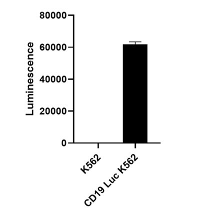 Firefly Luciferase CD19 K562 Cell Line CD19 82486