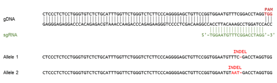 CD19/CD20 Double Knockout Raji Cell Line