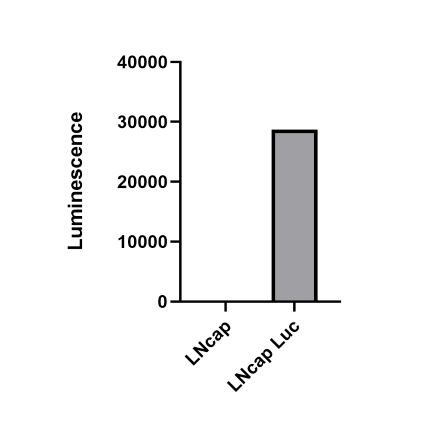 Firefly Luciferase LNCaP prostate cancer Cell line for cancer research ...