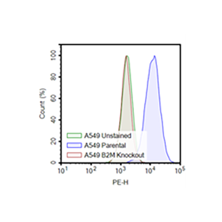 B2M Knockout A549 Cell line B2M 82871
