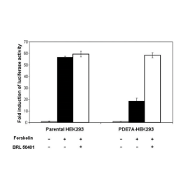 PDE7A-HEK293 Recombinant Cell Line PDE7A 60407