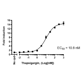 NFAT Luciferase Reporter Jurkat Cell Line NFAT 60621