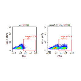 MAGE-A4 TCR-T Cells MAGE-A4 82390