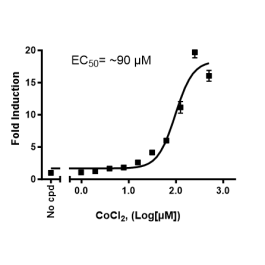 HRE Luciferase Reporter ME-180 Cell Line HIF-1a 82436