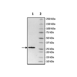 GFP, His-Tag Recombinant GFP 102418