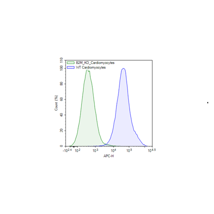 Human B2M Knockout iPSC Derived Cardiomyocytes B2M 82541