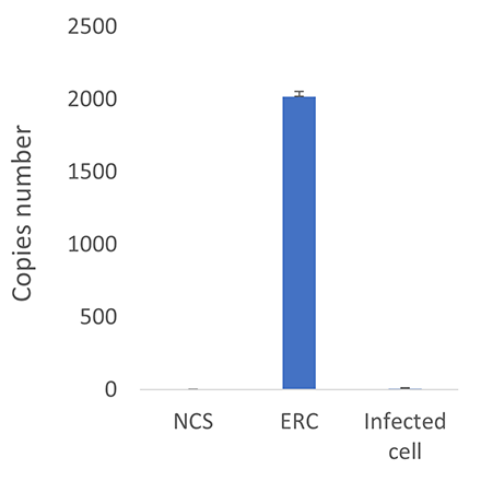 Replication-Competent Lentivirus (RCL) qPCR Detection Kit VirusK 83554
