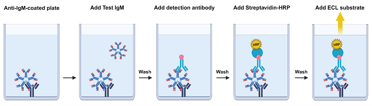 Human Igm Chemiluminescent Elisa Kit Immunoglobulin 82736