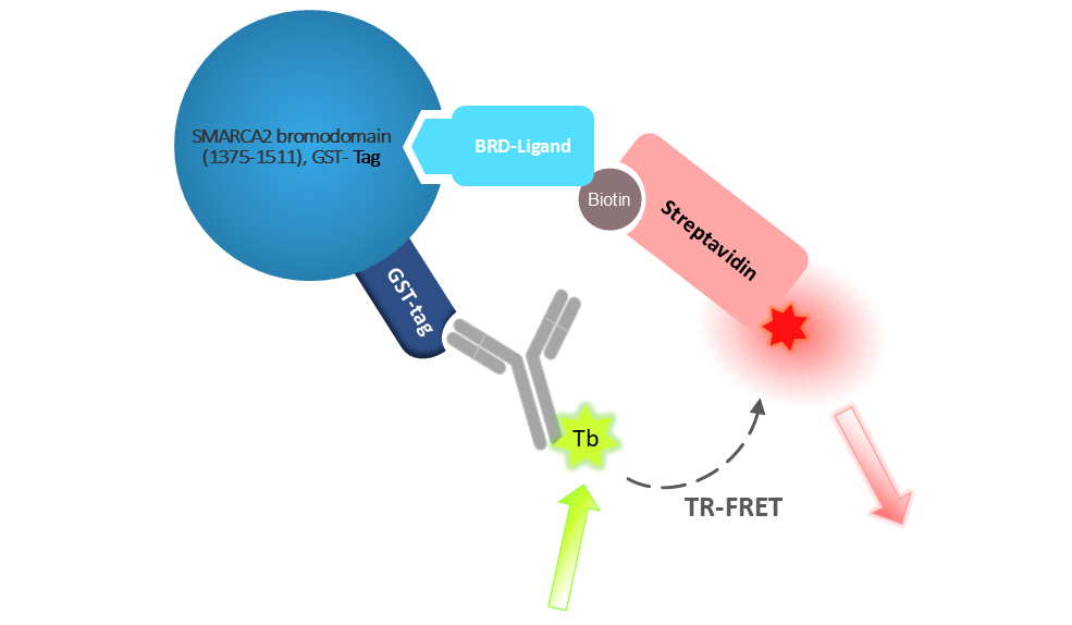 SMARCA2 TR-FRET Assay Kit SMARCA2 40342