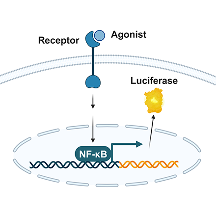 NF-κB Luciferase Reporter Jurkat Cell Line NF-kB 60651