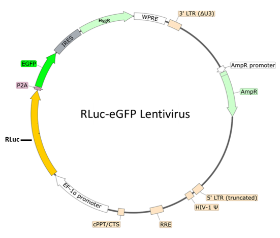 Renilla Luciferase-eGFP Lentivirus (Hygromycin or Puromycin) EGF 78958