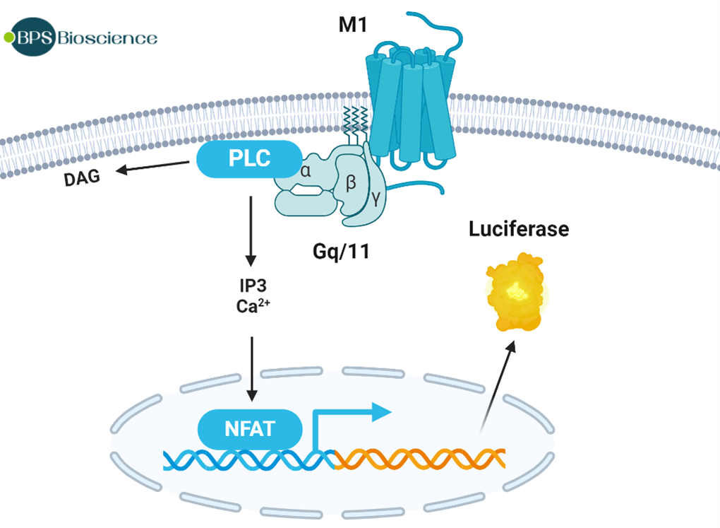 Muscarinic Acetylcholine Receptor (mAChR) M1/NFAT Luciferase Reporter ...