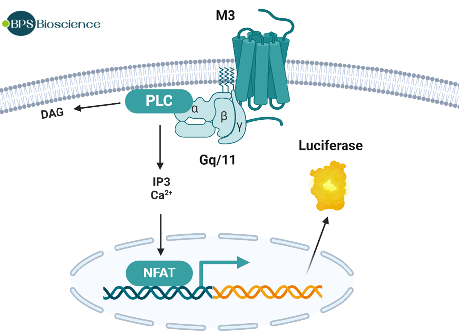 Muscarinic Acetylcholine Receptor (mAChR) M3 /NFAT Luciferase Reporter ...