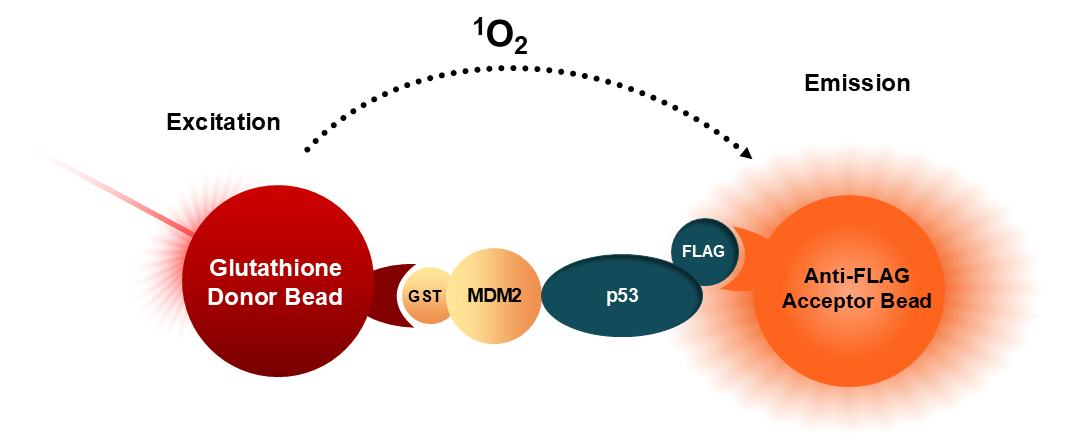 MDM2-p53 Homogenous Assay Kit MDM2, p53 82802