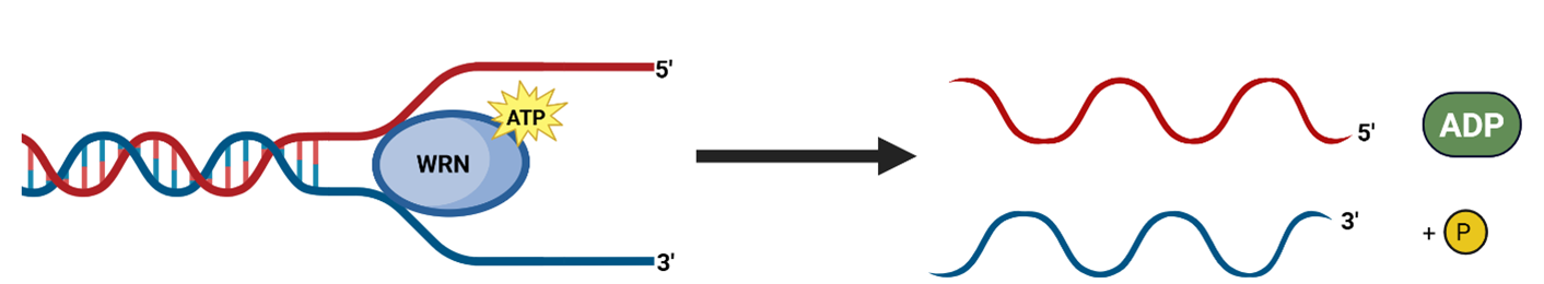 WRN ATPase Activity Assay Kit WRN, BLM, DHX9 83017