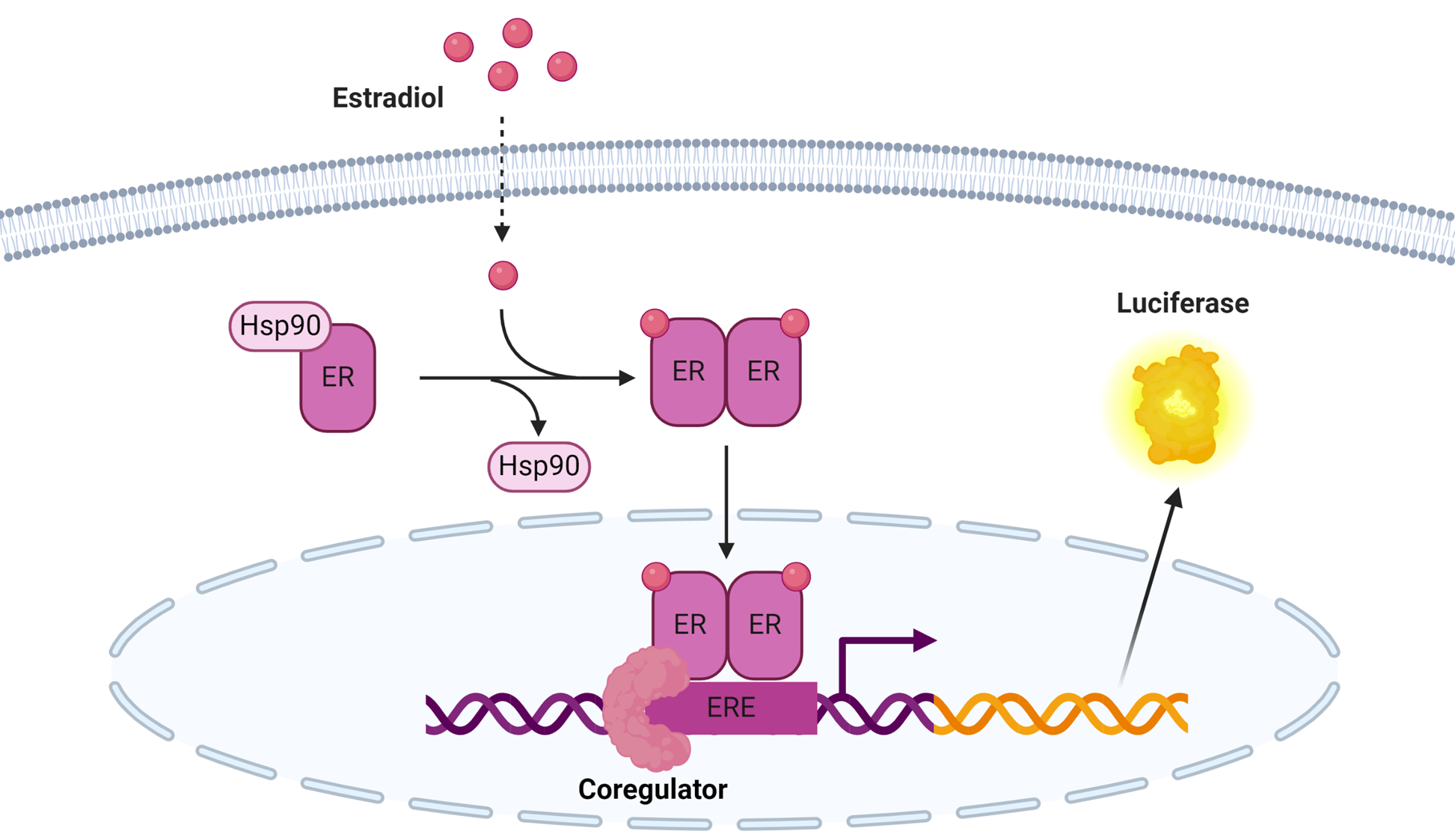 Estrogen Luciferase Reporter T47D Cell Line Estrogen Receptor 82349