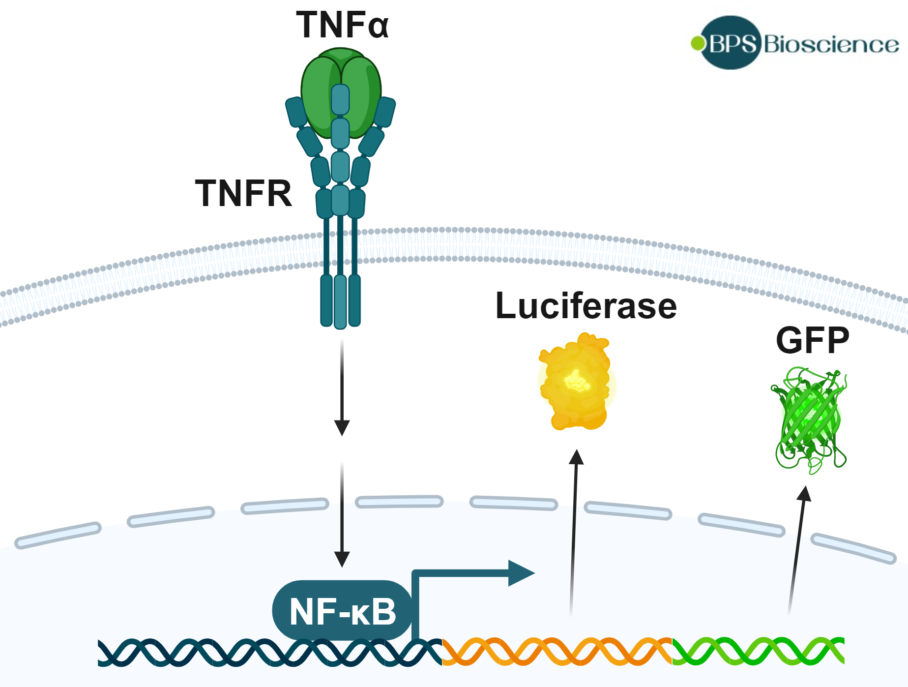 NF-κB Luciferase-eGFP Reporter HEK293 Cell Line NF-kB 82389
