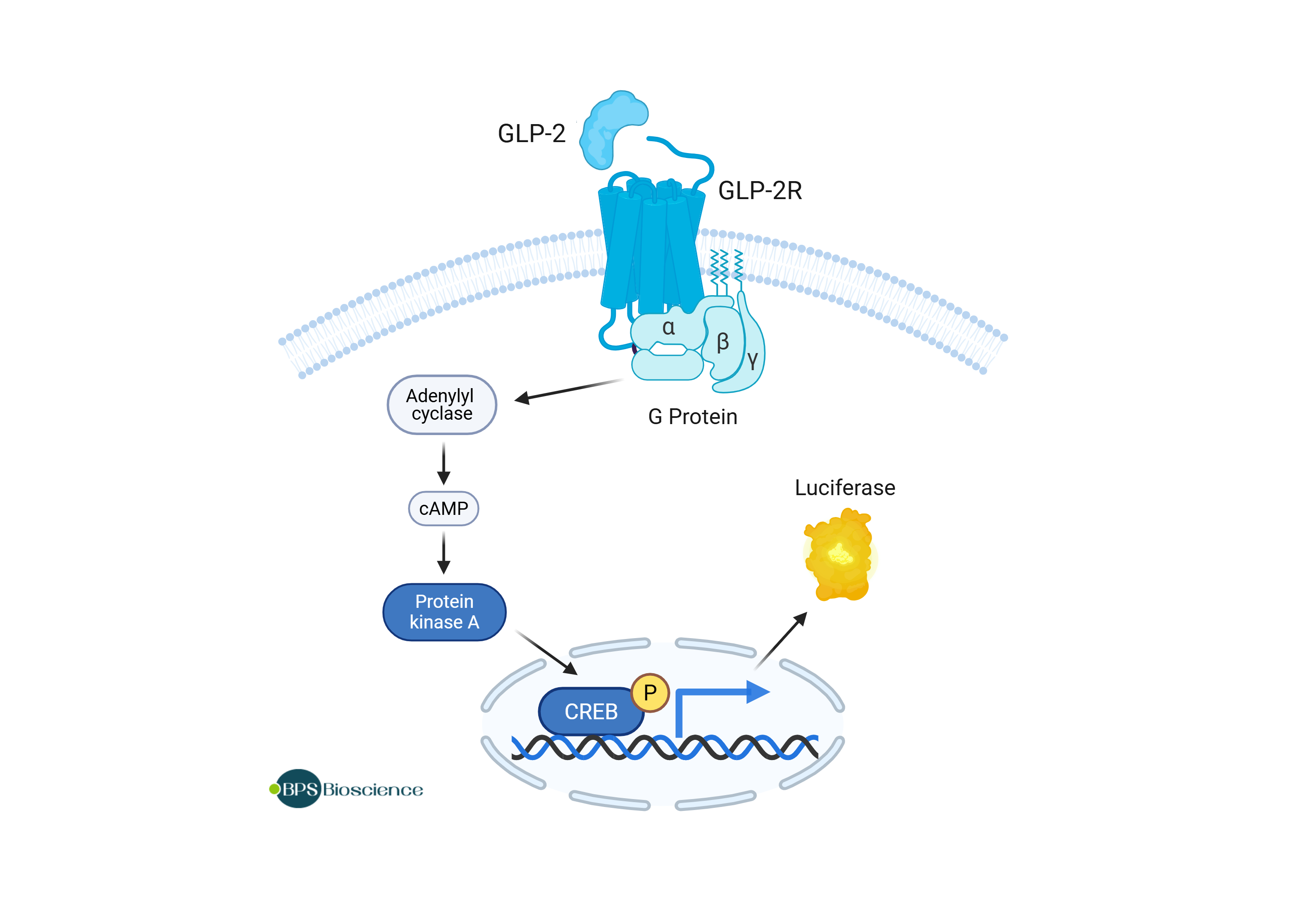 GLP-2R/CRE Luciferase Reporter HEK293 Cell Line GLP-1 83623