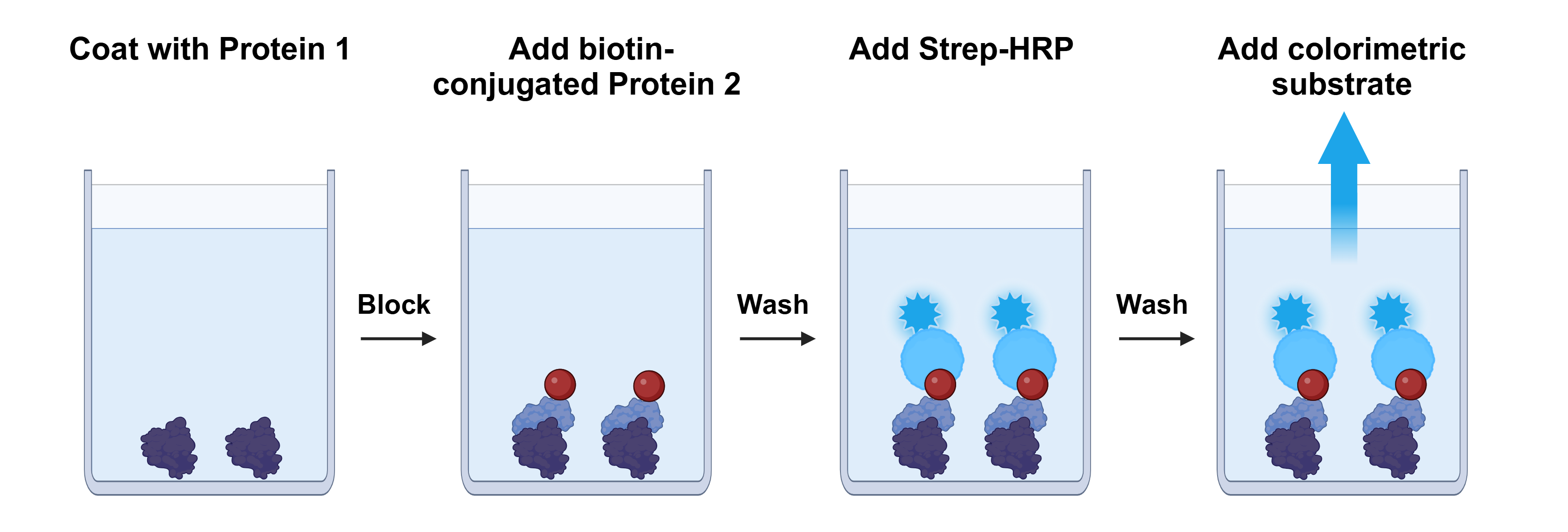 SARS-CoV-2 Spike Trimer (S1+S2):ACE2 [Biotinylated] Inhibitor Screening Colorimetric Assay Kit ...
