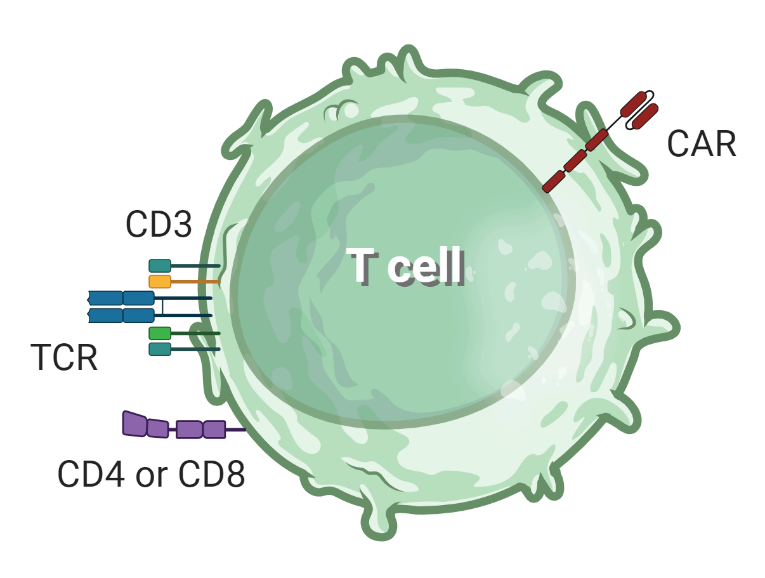 Overcoming Challenges in the Culture of Human Immune Cells