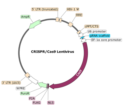 FCGR2A CRISPR/Cas9 Lentivirus (Integrating) FCGR2A (CD32A) 78537