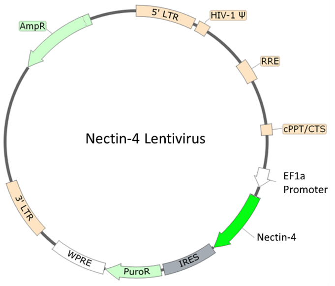 Nectin-4 Lentivirus Nectin4 78712