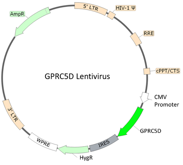 GPRC5D Lentivirus GPRC5D 78716
