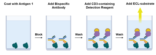 Bispecific CD19:CD3 Bridging Chemiluminescence ELISA Kit CD19 82764