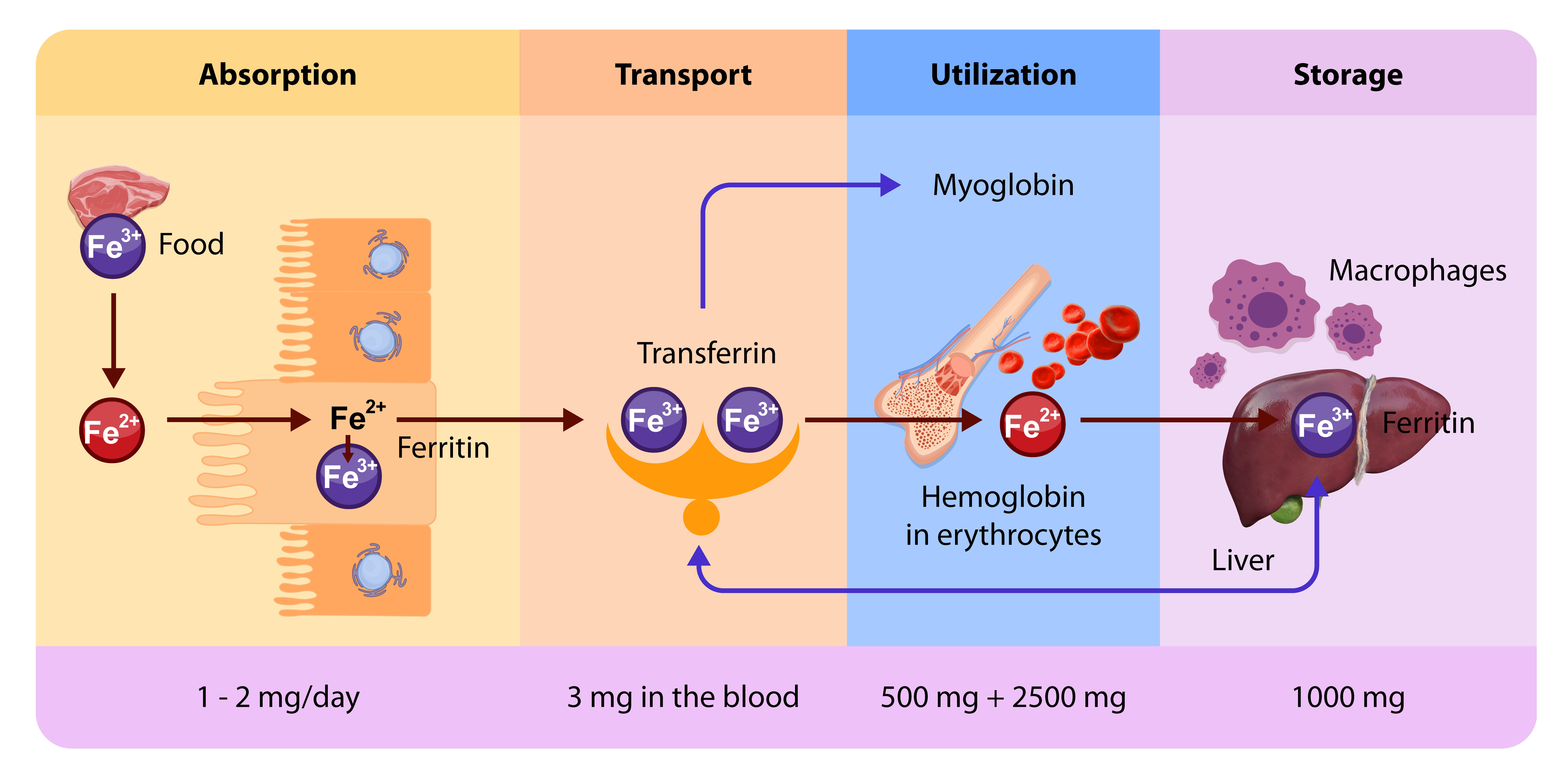 Transferrin Receptor - Part I: Pathophysiology and Potential as a ...