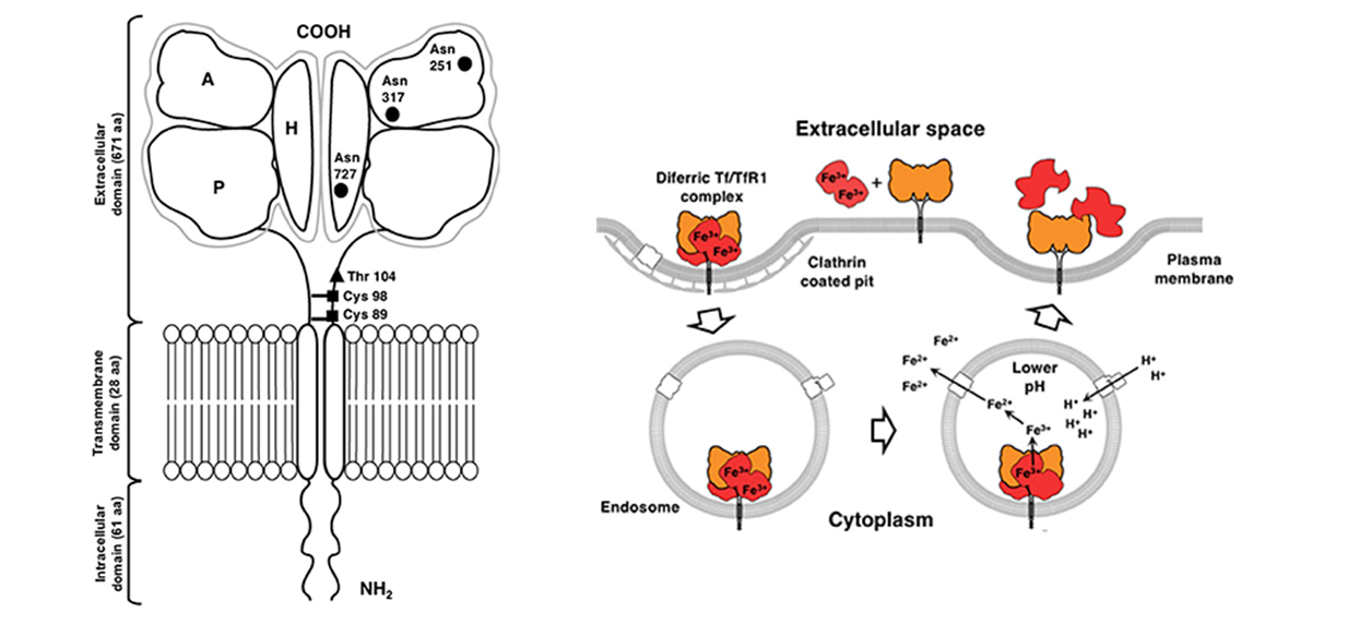 Transferrin Receptor - Part I: Pathophysiology and Potential as a Therapeutic Target
